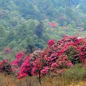 Barsey: Know Everything to Plan a Trip and Best Place to Stay